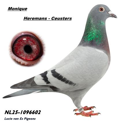 Eijerkamp/Heremans-Ceusters | Lucie van Es Pigeons